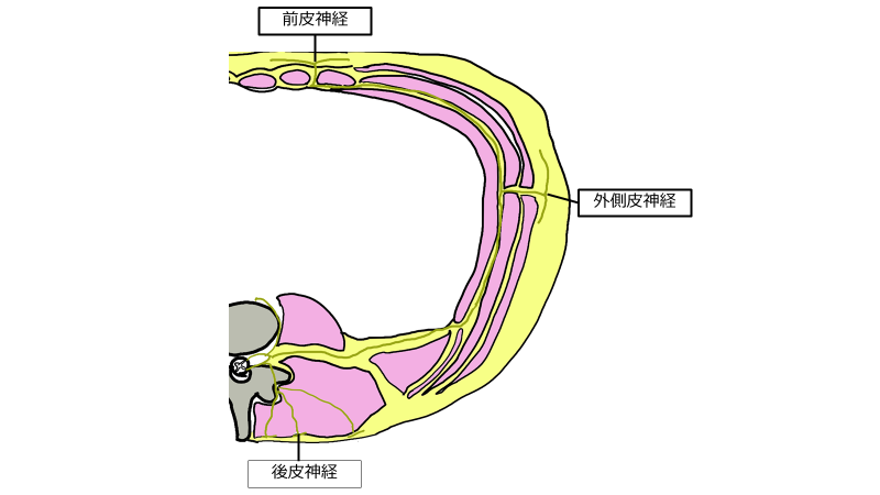 前皮神経絞扼症候群(ACNES)│不識庵-万年研修医のブログ-